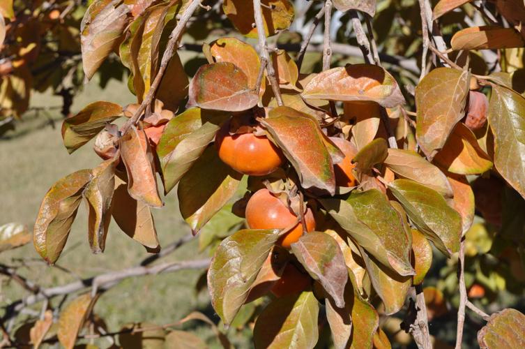 persimmon fruit tree climate