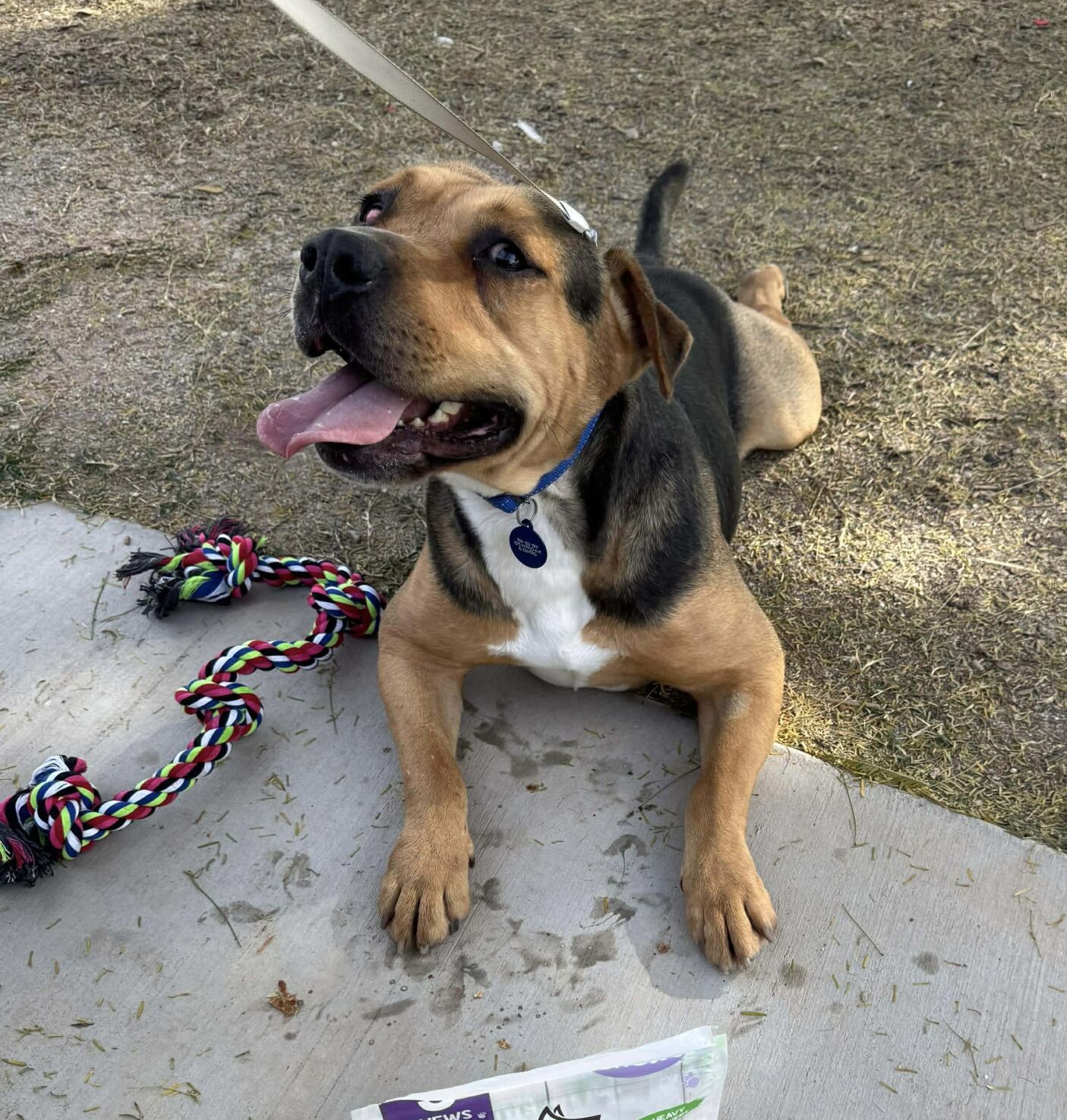 Pet of the Week: Cactus Jack | Pets | ivpressonline.com