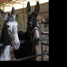Holyland Donkey Haven hosts annual Donkey's Day | Local News ...