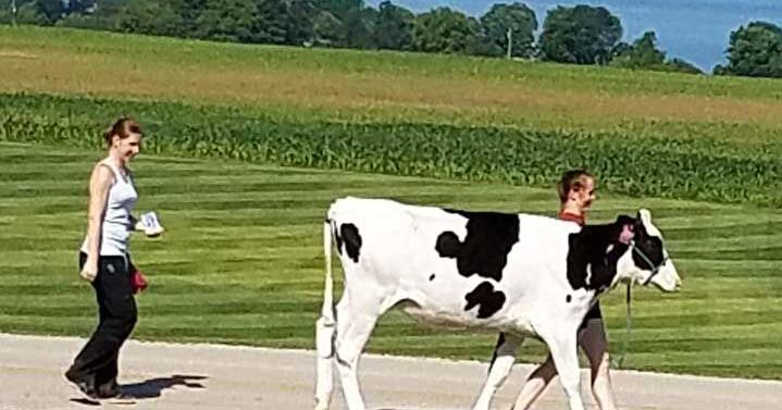 Taking your heifer for walk | Archives | iwantthenews.com