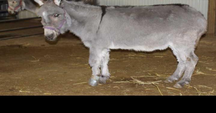 Neglected donkey on road to recovery | Archives | iwantthenews.com