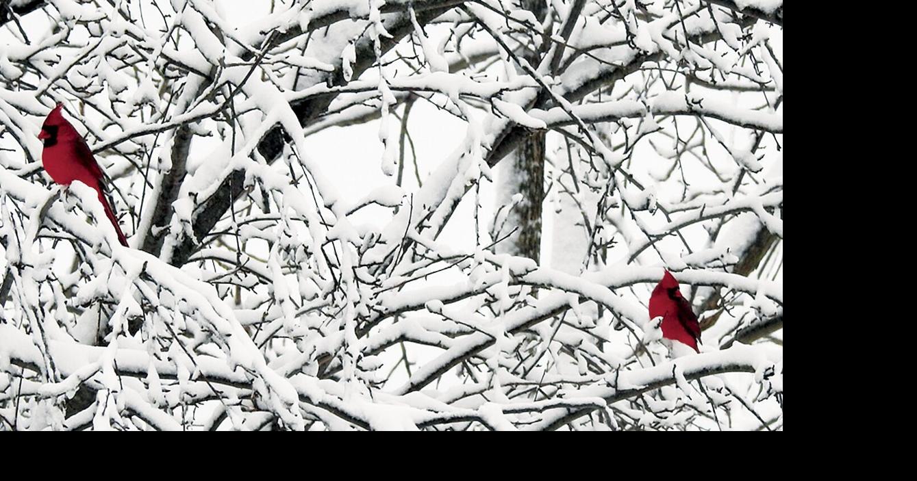 Photographer captures winter scene | | iwantthenews.com