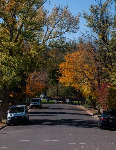 A colorful journey through Flagstaff’s foliage | Lifestyle ...