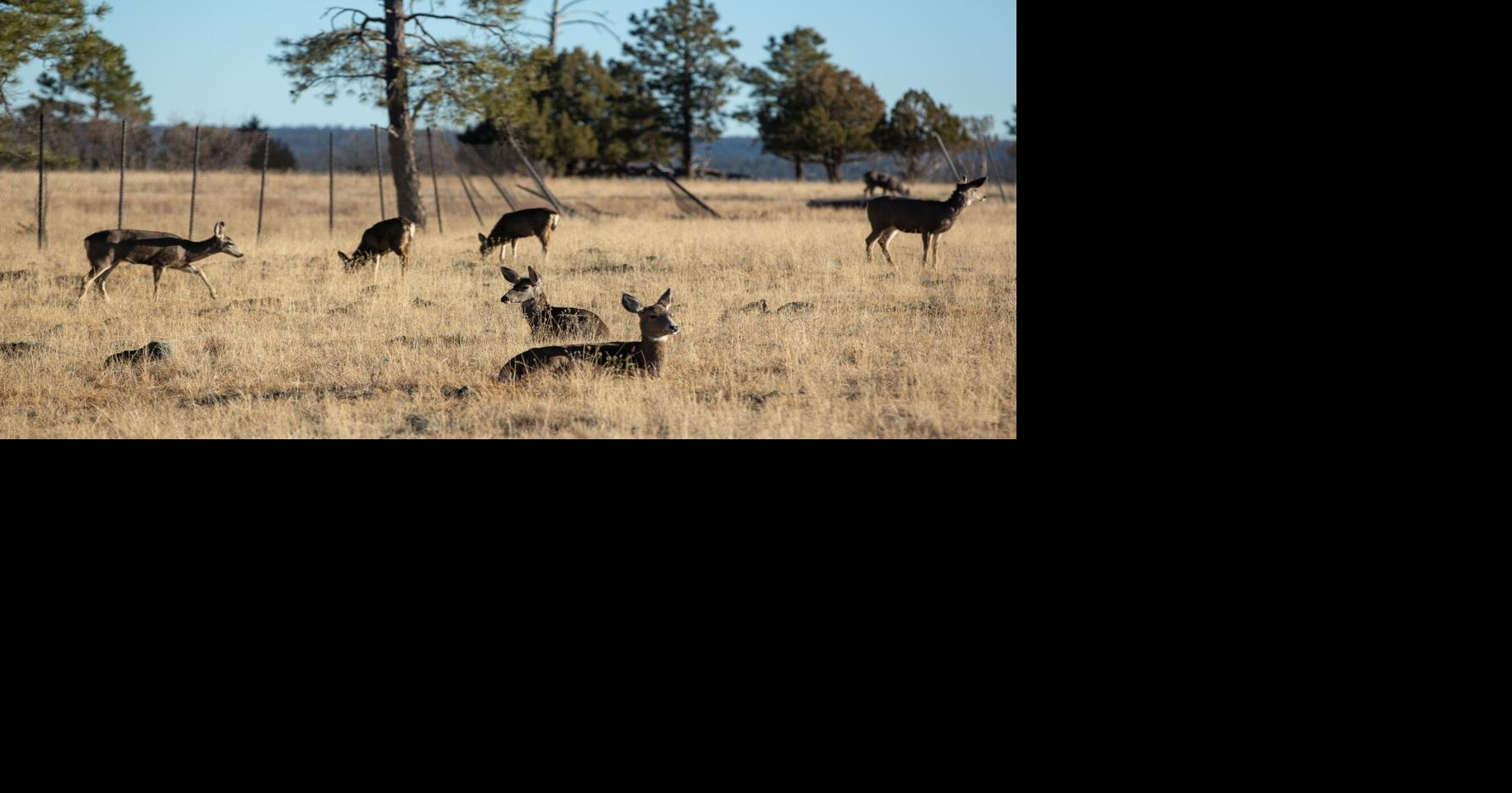 The views of Flagstaff | Gallery | jackcentral.org