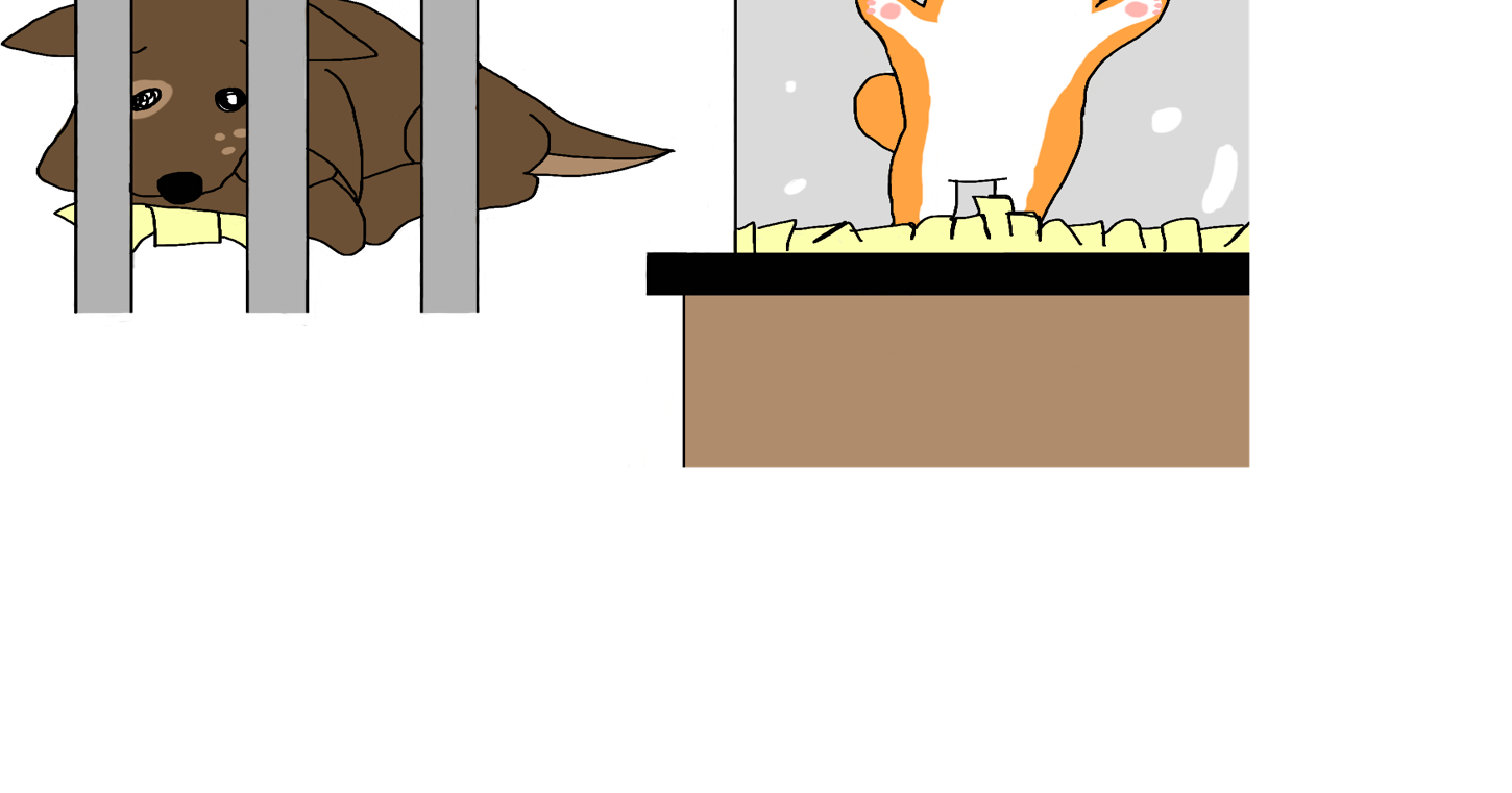 Opt to adopt | Opinion | jackcentral.org