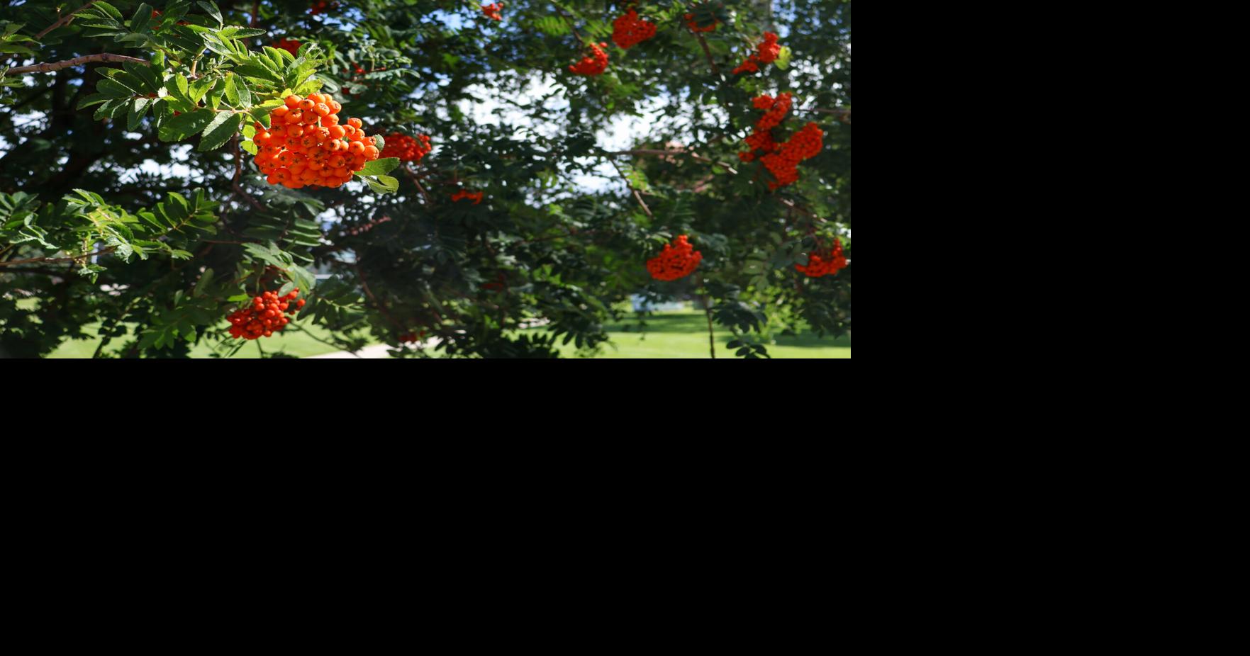 A factual guide to fantastic NAU flora | Lifestyle | jackcentral.org