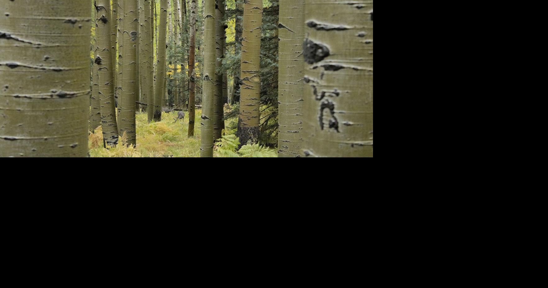Carving away the lives of aspen trees | Magazine | jackcentral.org