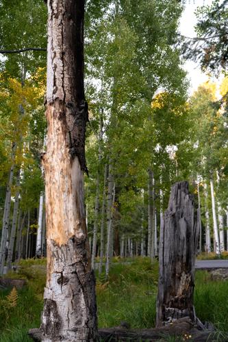 Carving away the lives of aspen trees | Magazine | jackcentral.org