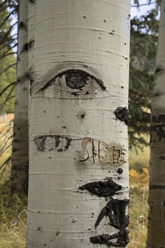Carving away the lives of aspen trees | Magazine | jackcentral.org