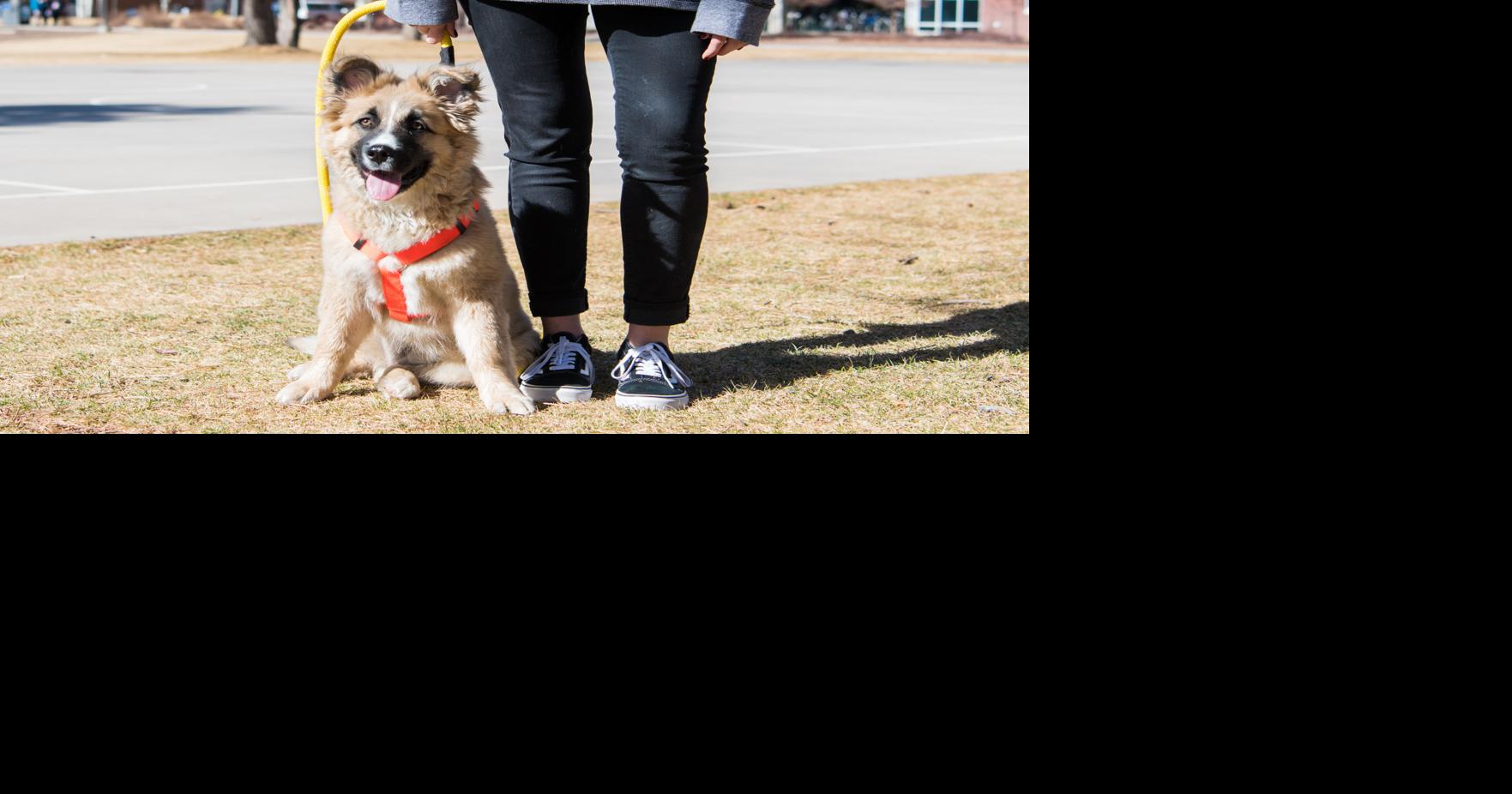 Furry, friendly and faux: the trend of fake emotional-support animals ...