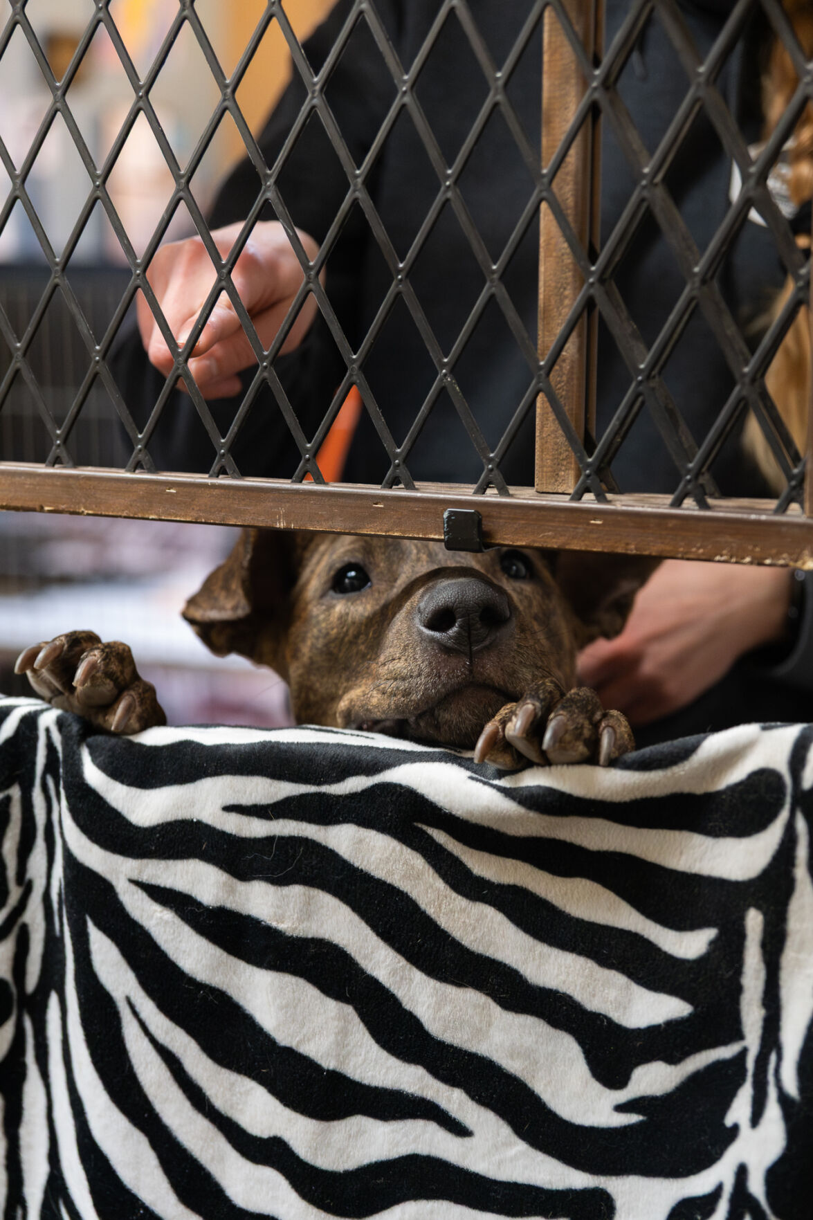 Animals continue to overload High Country Humane | News | jackcentral.org