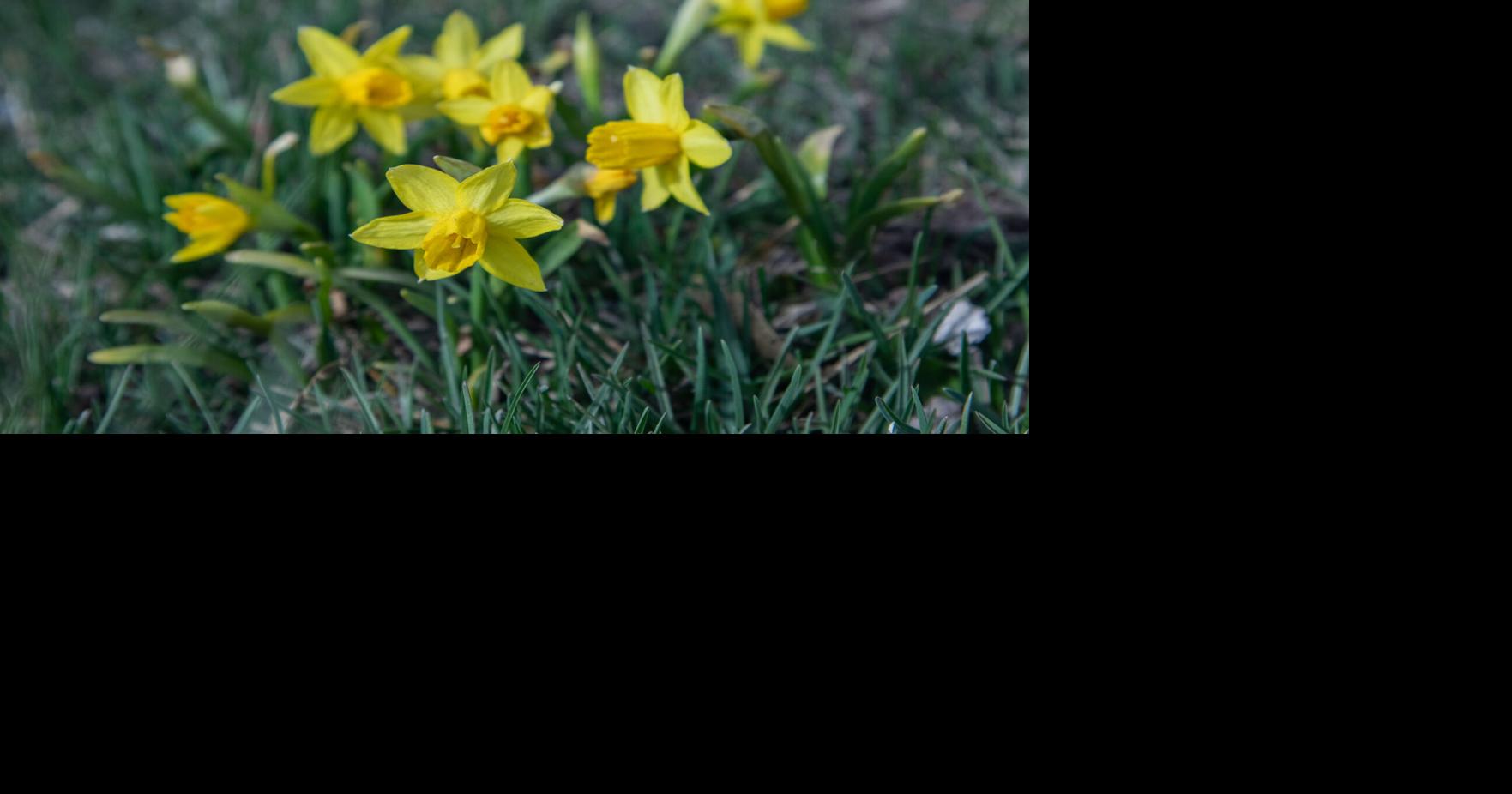 Flowers of Flagstaff | Gallery | jackcentral.org