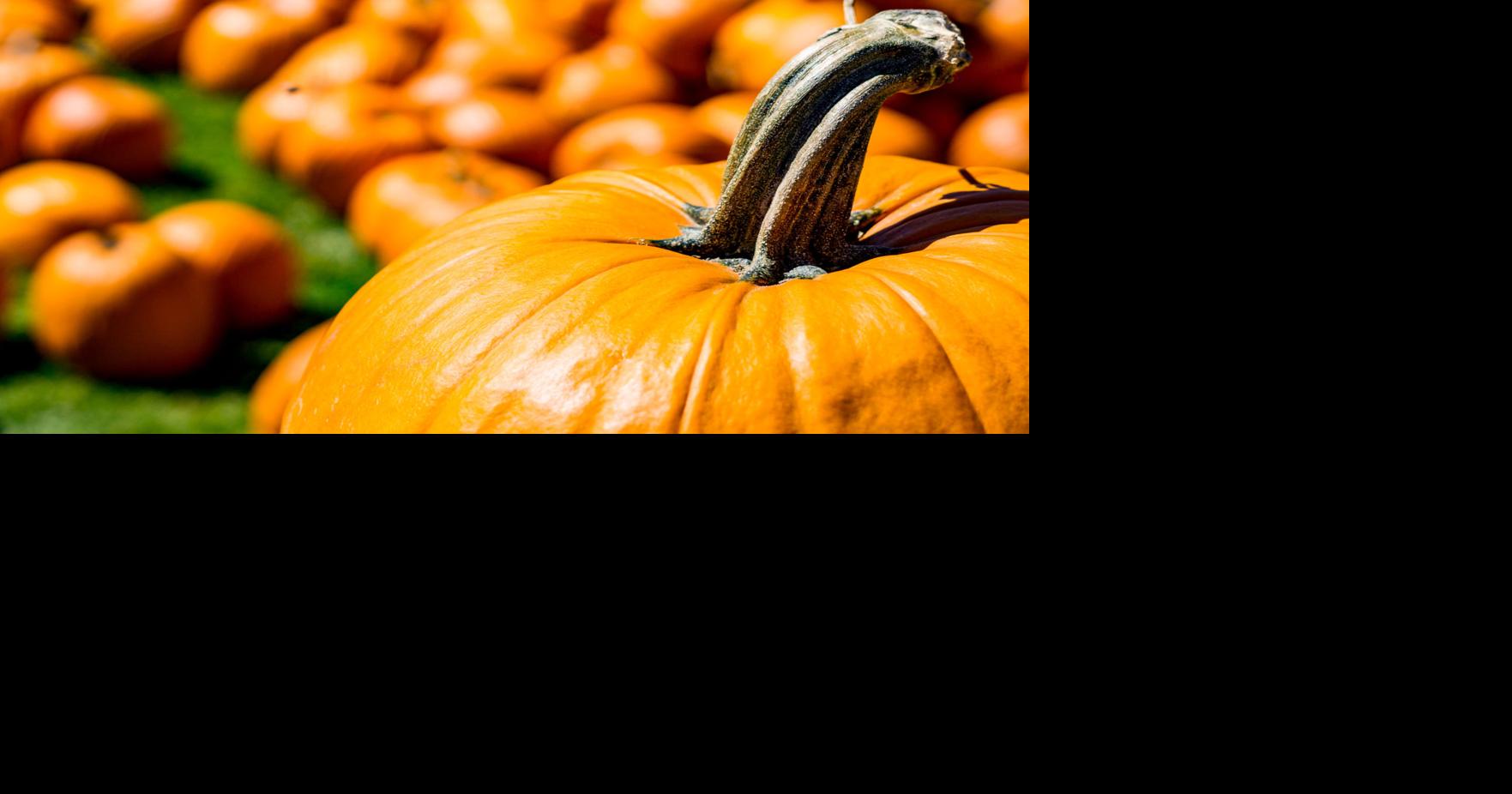 Cornucopia Festival announces the arrival of autumn | Culture ...