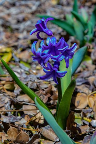 Flowers of Flagstaff | Gallery | jackcentral.org