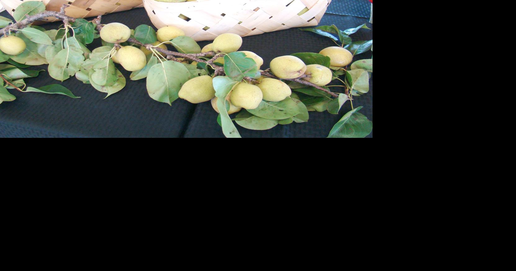 Consumer Qs: Do pears grow well in Georgia? | Food & Recipes ...