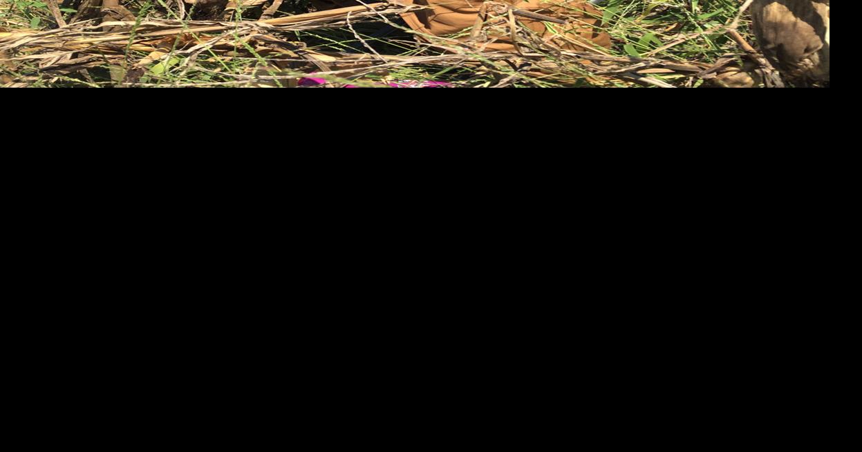 Georgia dove season begins | Features | jacksonprogress-argus.com