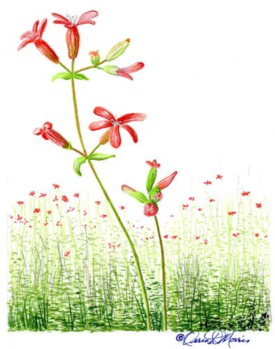 ORRIN MORRIS: Accept the gift of new life through grace | Faith ...