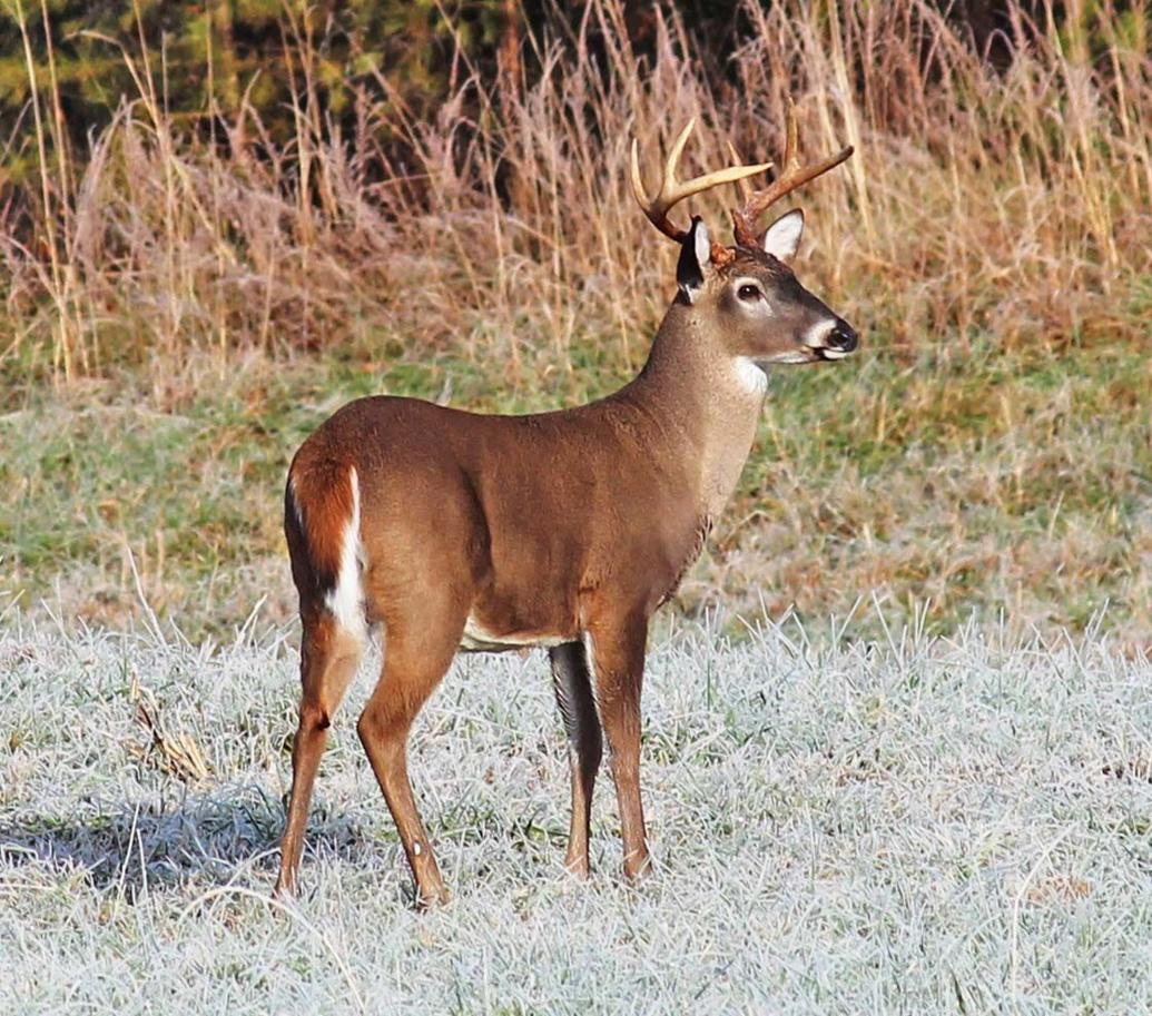 Primitive weapons deer hunting season opens Saturday | Local News | jacksonprogress-argus.com
