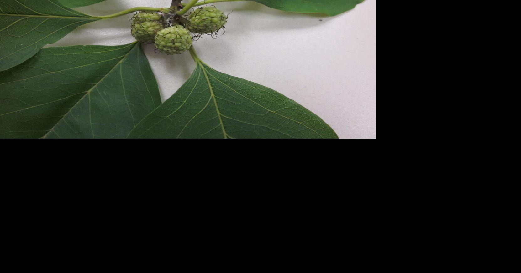 Mystery Plant: Strawberry tree, Melonberry, Maclura tricuspidata | News ...