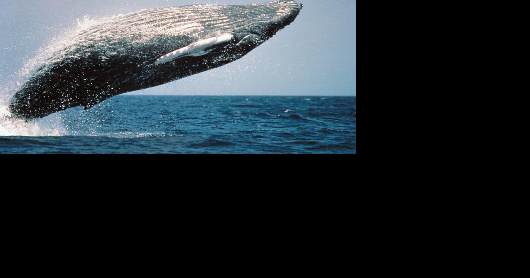 Most humpback whales taken off endangered species list | Outdoors ...