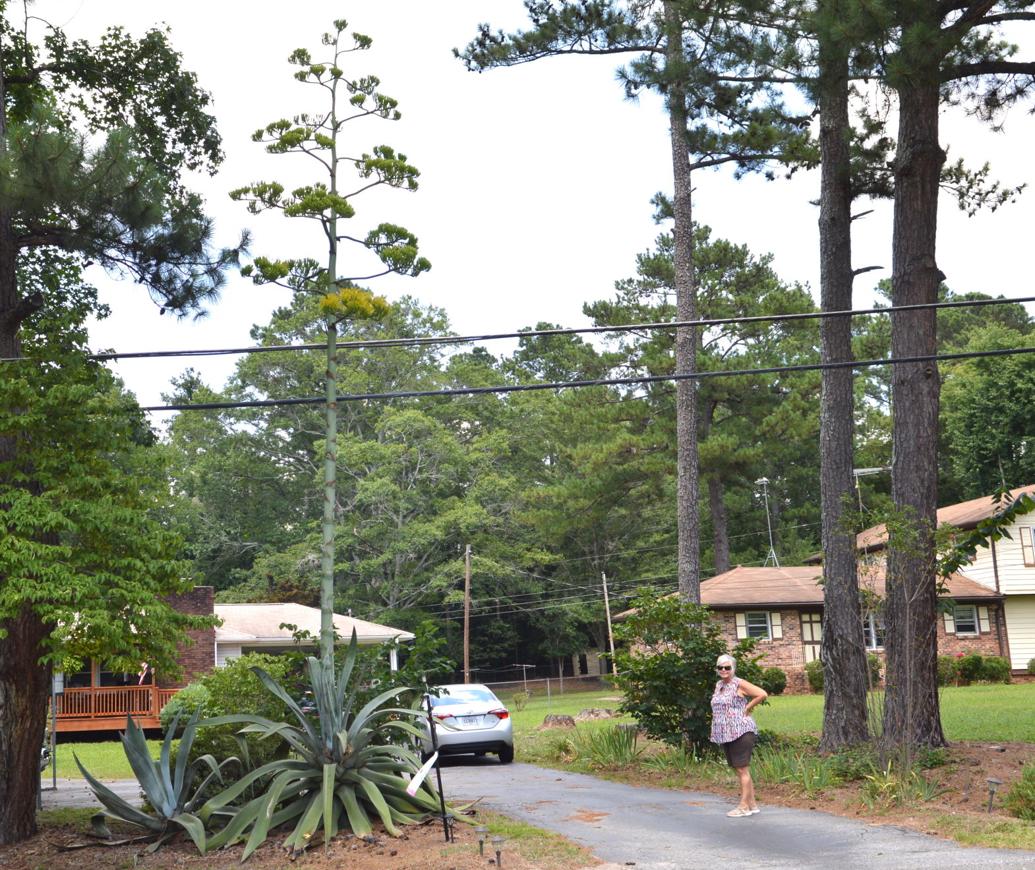 Going Up: Century plant blooms in Jackson | Features | jacksonprogress ...
