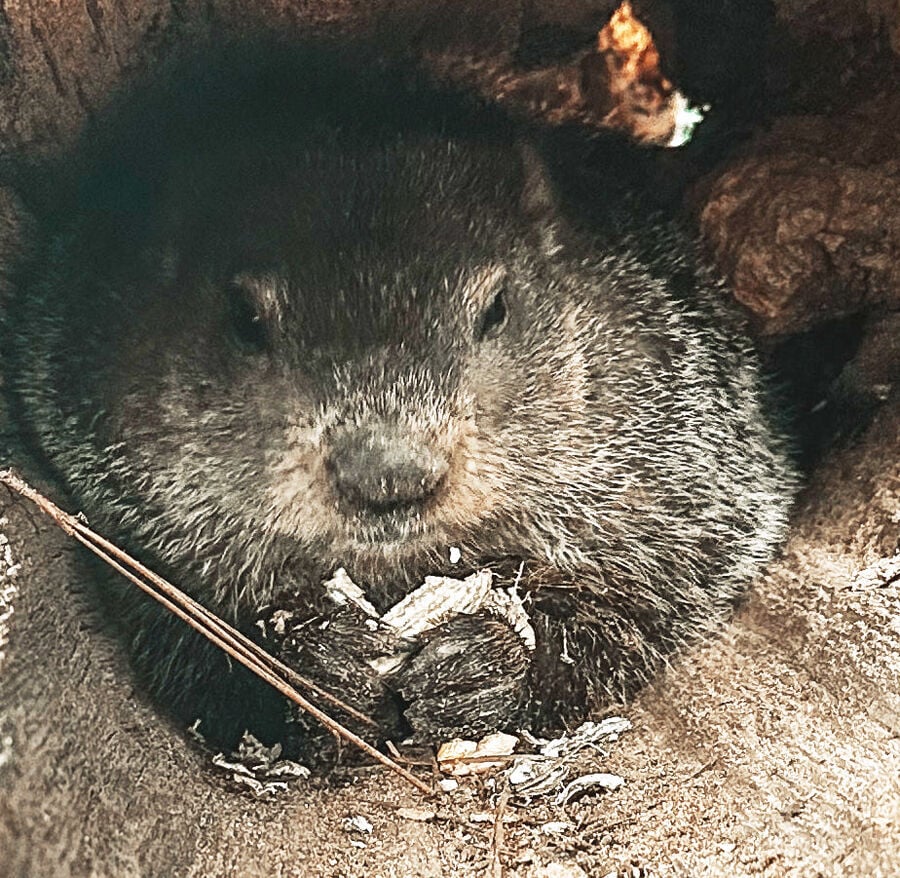 Groundhog Day ‘26: What will General Beauregard Lee predict? | News ...