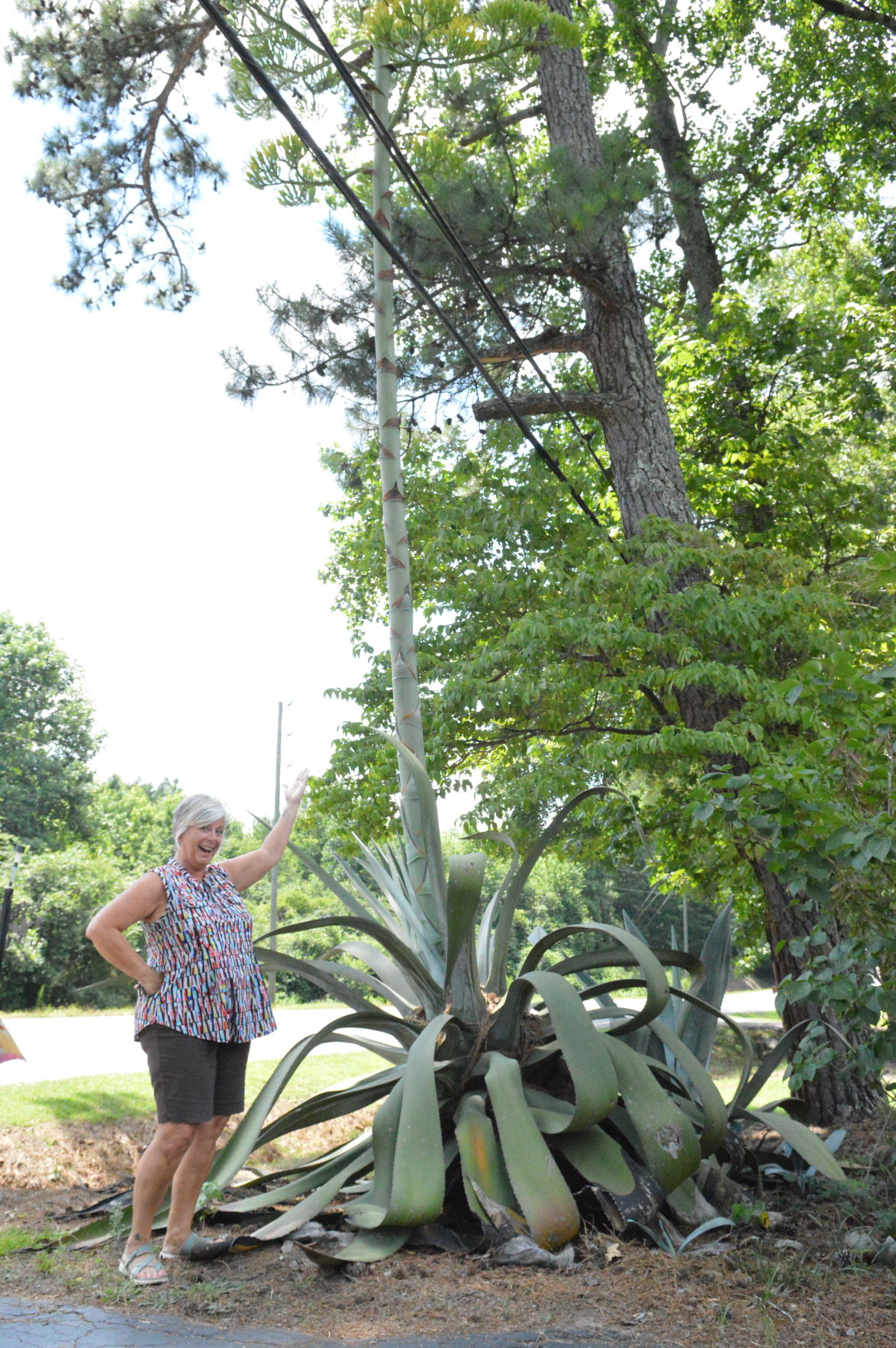 Going Up: Century plant blooms in Jackson | Features | jacksonprogress ...
