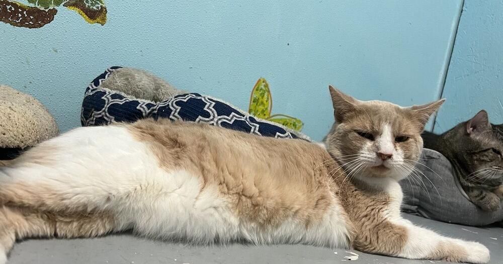 Butts County Adoptable Cats - Week of January 20 | Jackson Progress ...