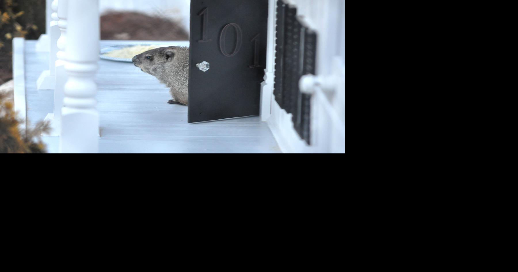 Georgia's groundhog predicts 6 more weeks of winter | News ...