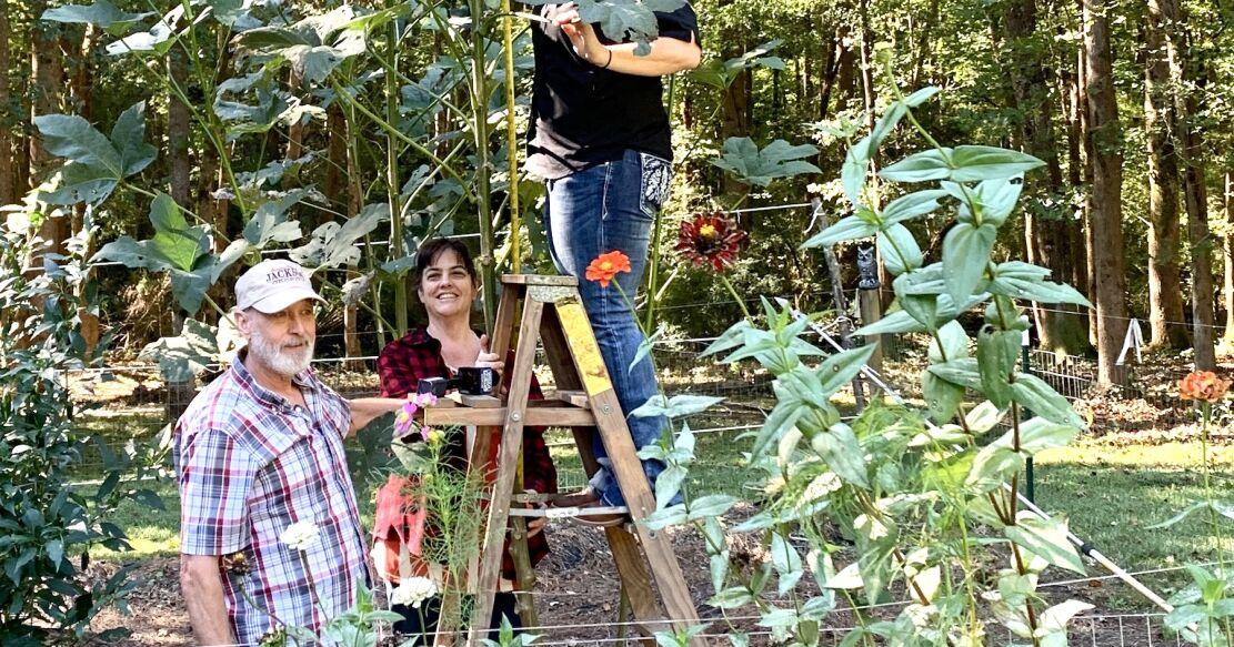 Reaching for a record: Butts County couple grows record level tall okra ...