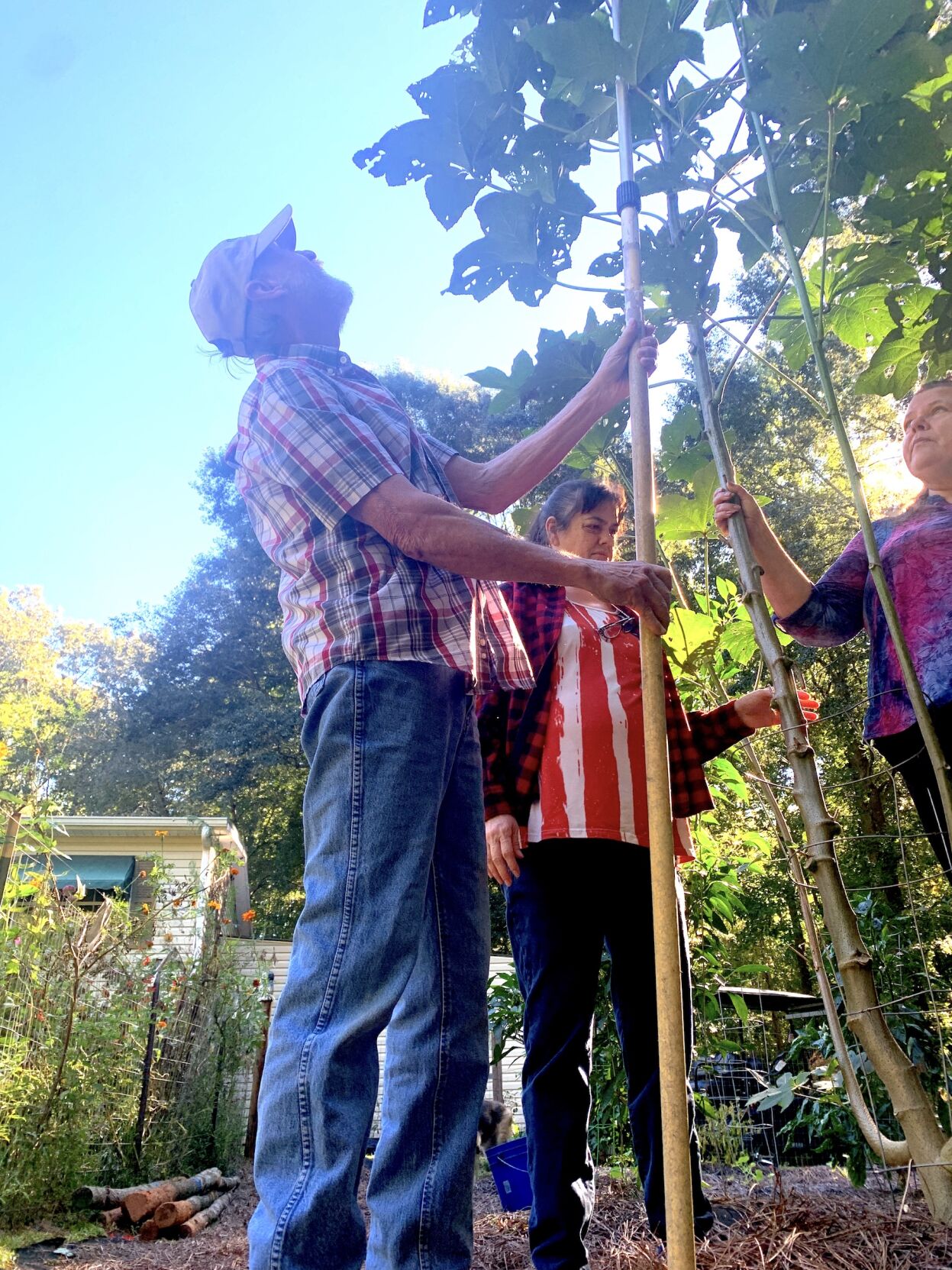 Reaching for a record: Butts County couple grows record level tall okra ...
