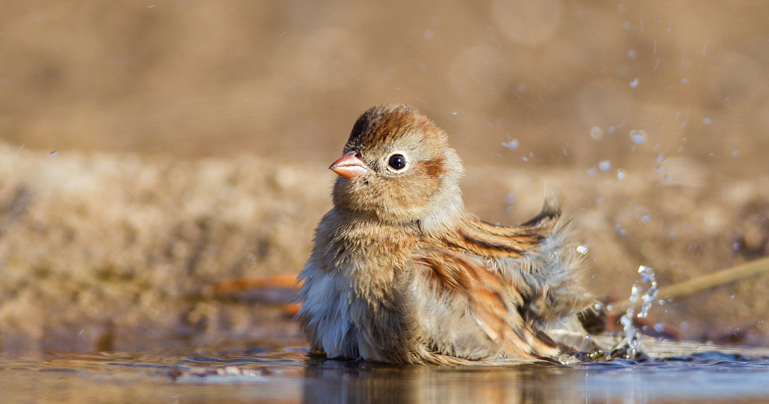 Most commonly seen birds in Georgia | Jackson Progress-Argus Photo ...