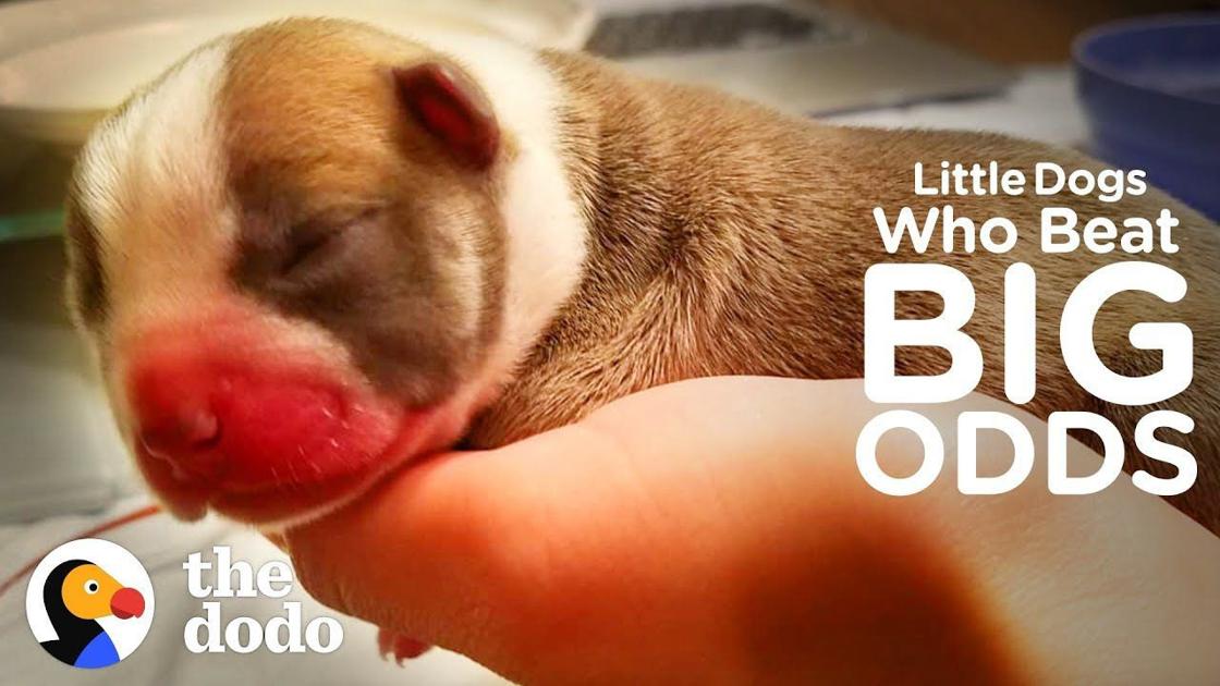 Top 5 Puppy Transformations | The Dodo | Pets | jacksonprogress-argus.com