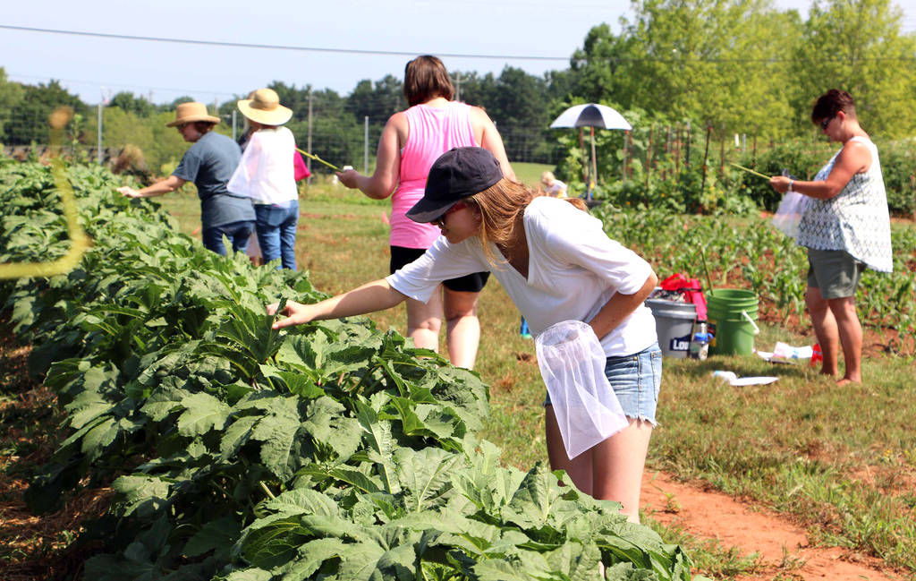 Teachers turn to school gardens for variety of lessons | Features ...