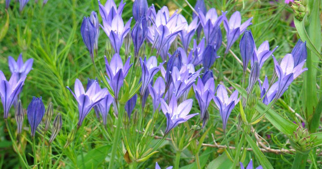 Consumer Qs: Queen Fabiola an easy-to-grow perennial | Features ...