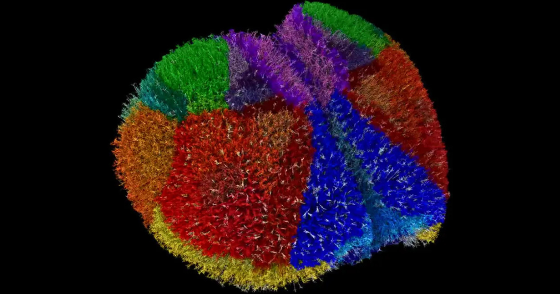 Supercomputadora revoluciona la ciencia con el cerebro virtual más ...
