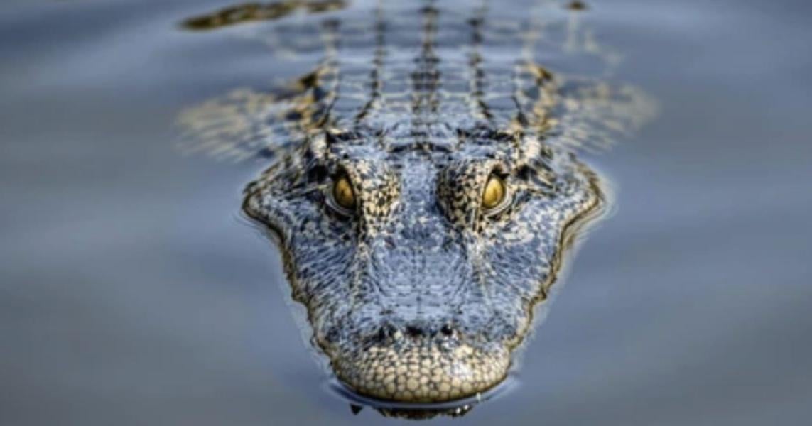 Caiman | | jambalayanews.com