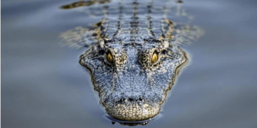 Caiman | | jambalayanews.com