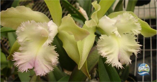 Falleció el botánico Cirilo Nelson, prominente científico hondureño ...