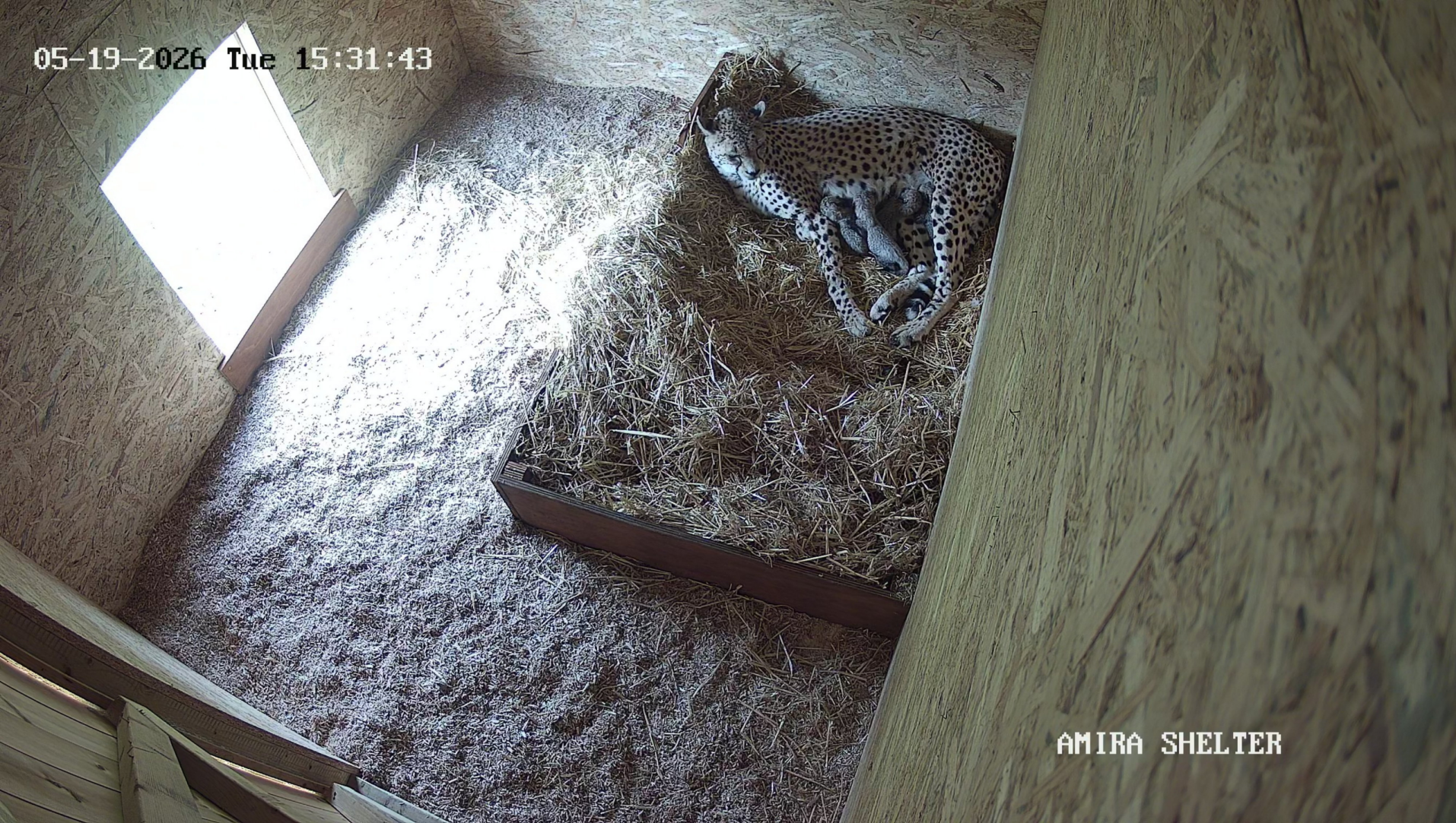 Seven endangered cheetah cubs born at zoo a huge conservation win ...