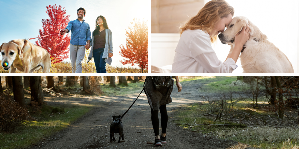 Beneficios de los perros: Aliados naturales para la salud mental ...