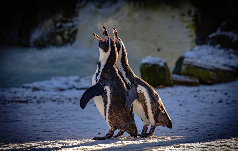 Penguins and baby rhinos enjoy first snow | Noticia Nacional ...