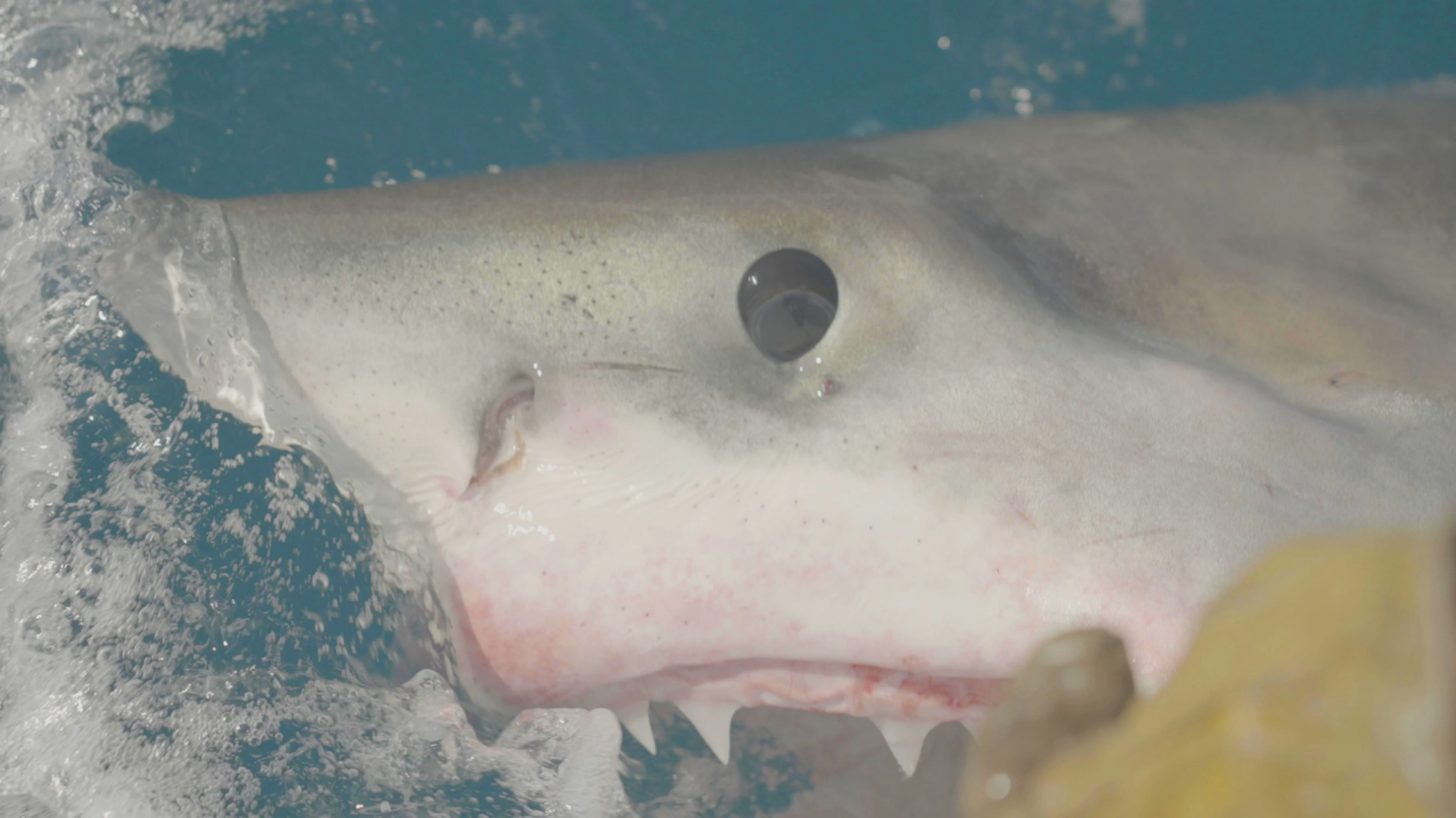 Massive great white shark roaming major tourist hub | Noticia Nacional ...
