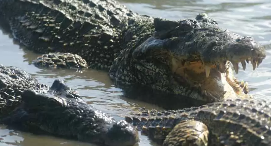 El Caimán Americano, una especie en peligro de extinción | Noticia ...