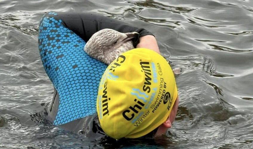 Heroic woman braves freezing water to rescue drowning seagull | Noticia ...