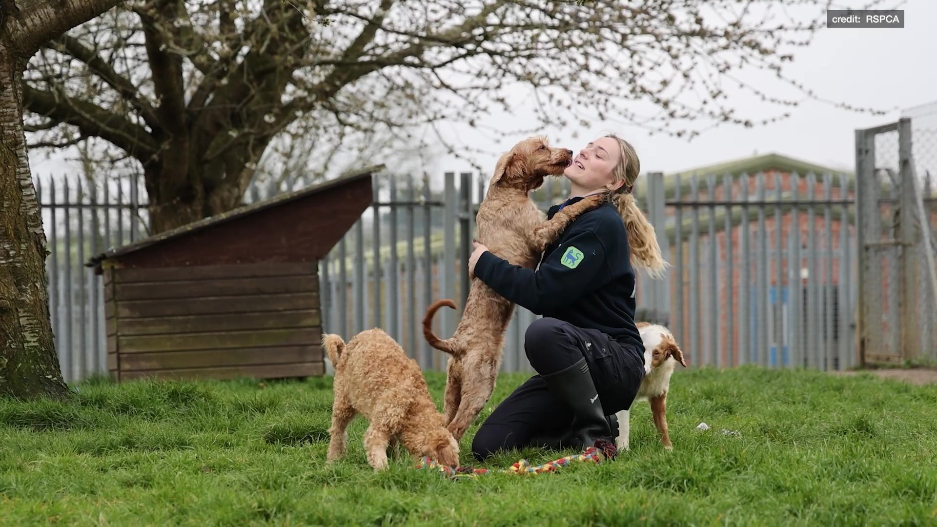 Poodles abandoned in squalid home find forever homes | Noticia Nacional ...