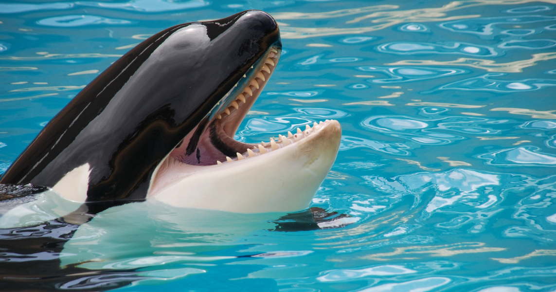 El caso de Jessica Radcliffe y la orca: un video viral desmentido por ...