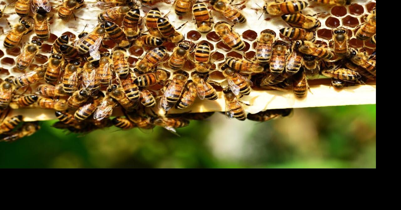 Bumblebees able to problem solve despite having tiny brains | Noticia ...