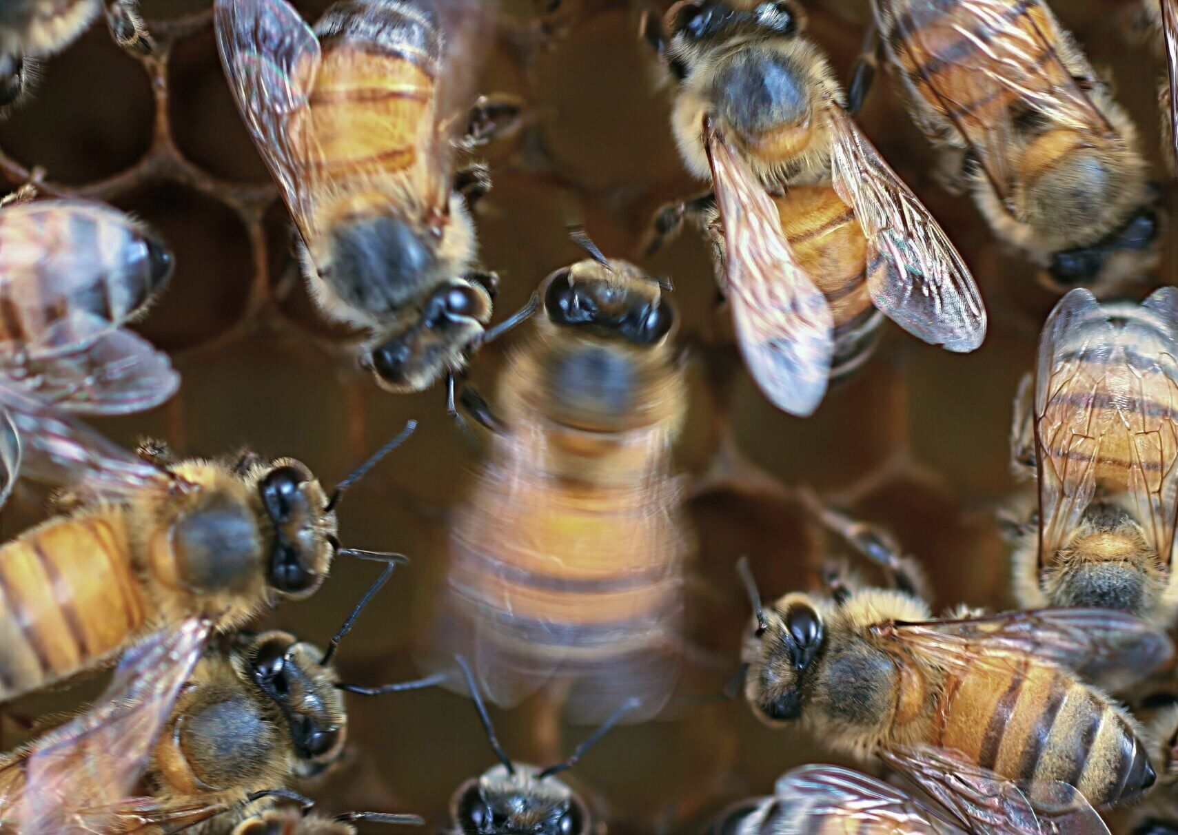 New research reveals what makes honey bees dance better | Noticia ...