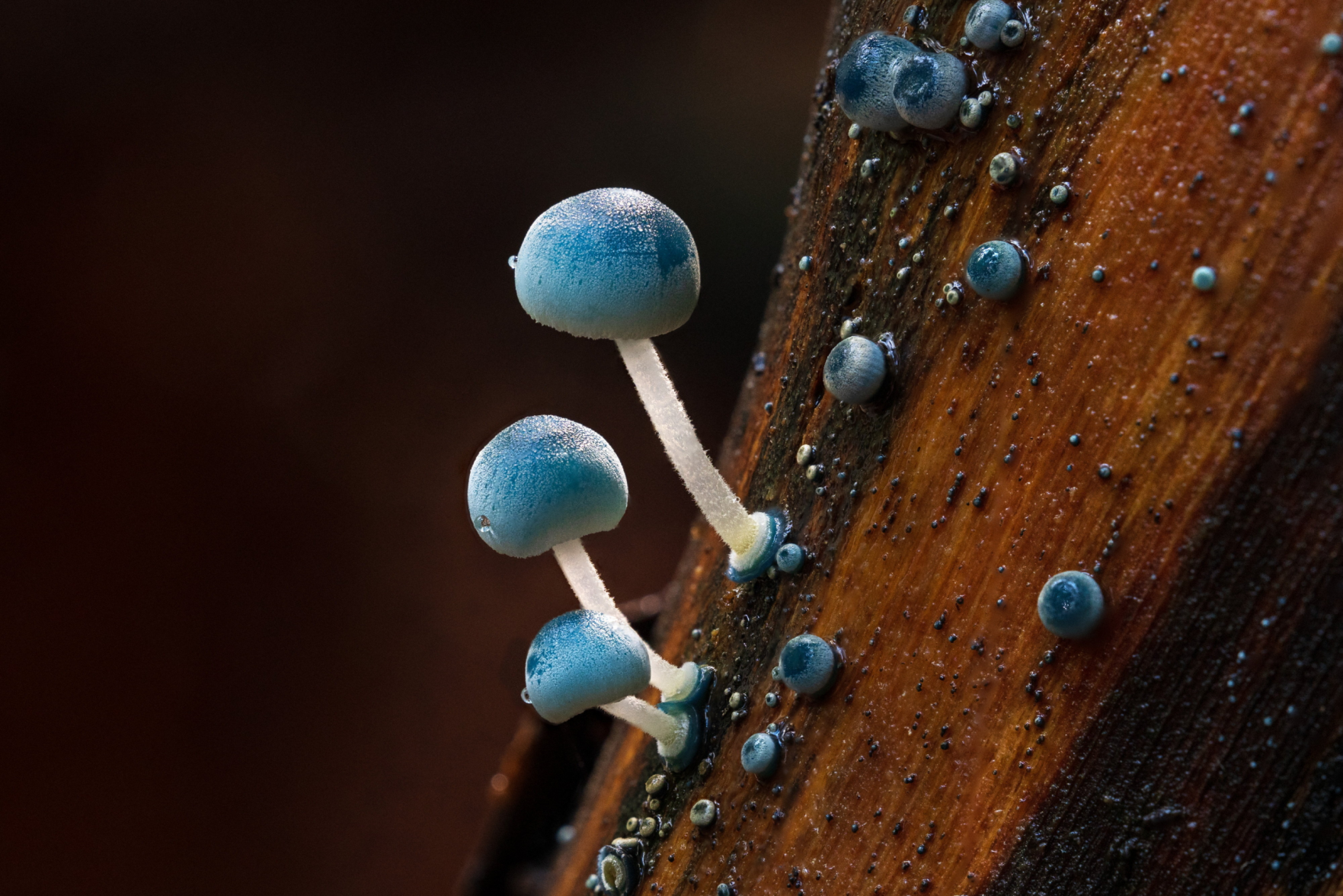 Endangered species among finalists for photography award | Noticia ...